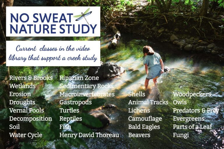 A Day in the Life: Hands-On Nature Study at the Creek