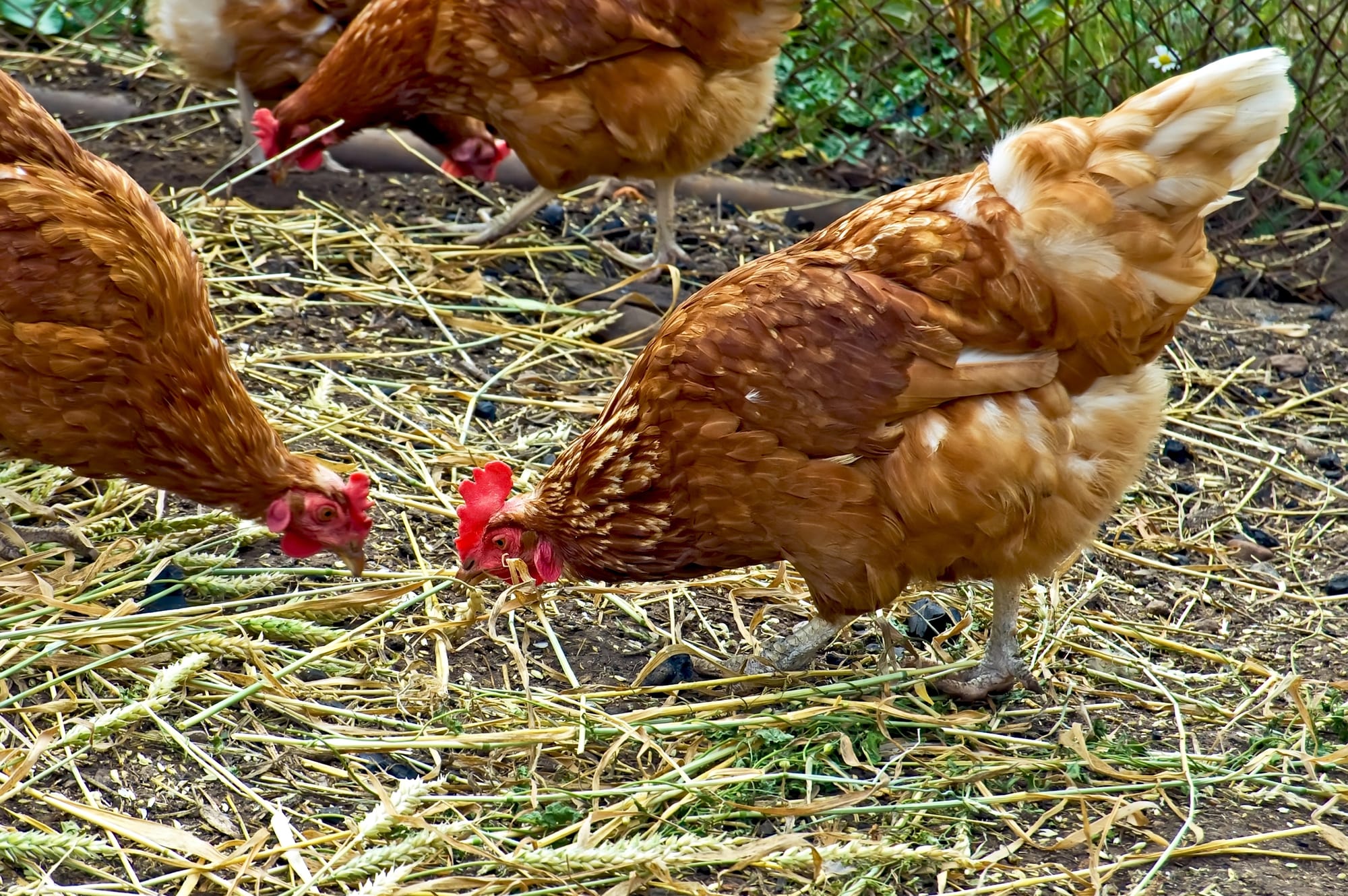 Chicken Nature Study - Our Journey Westward