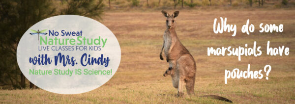 Why Do Kangaroos Hop? Kangaroo Nature Study for Kids