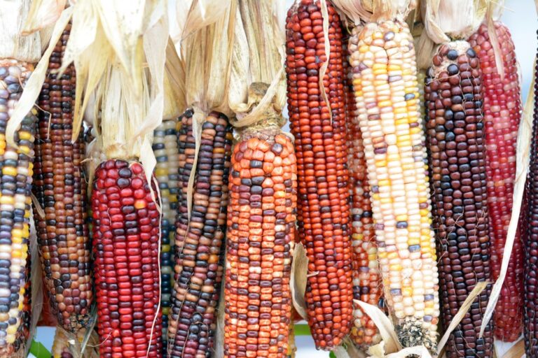 Why Are There Different Colors of Corn? Science Lesson