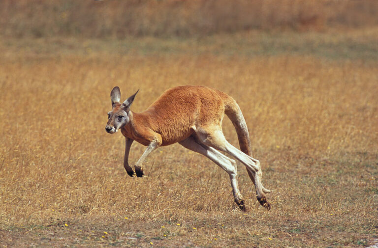Why Do Kangaroos Hop? Kangaroo Nature Study for Kids