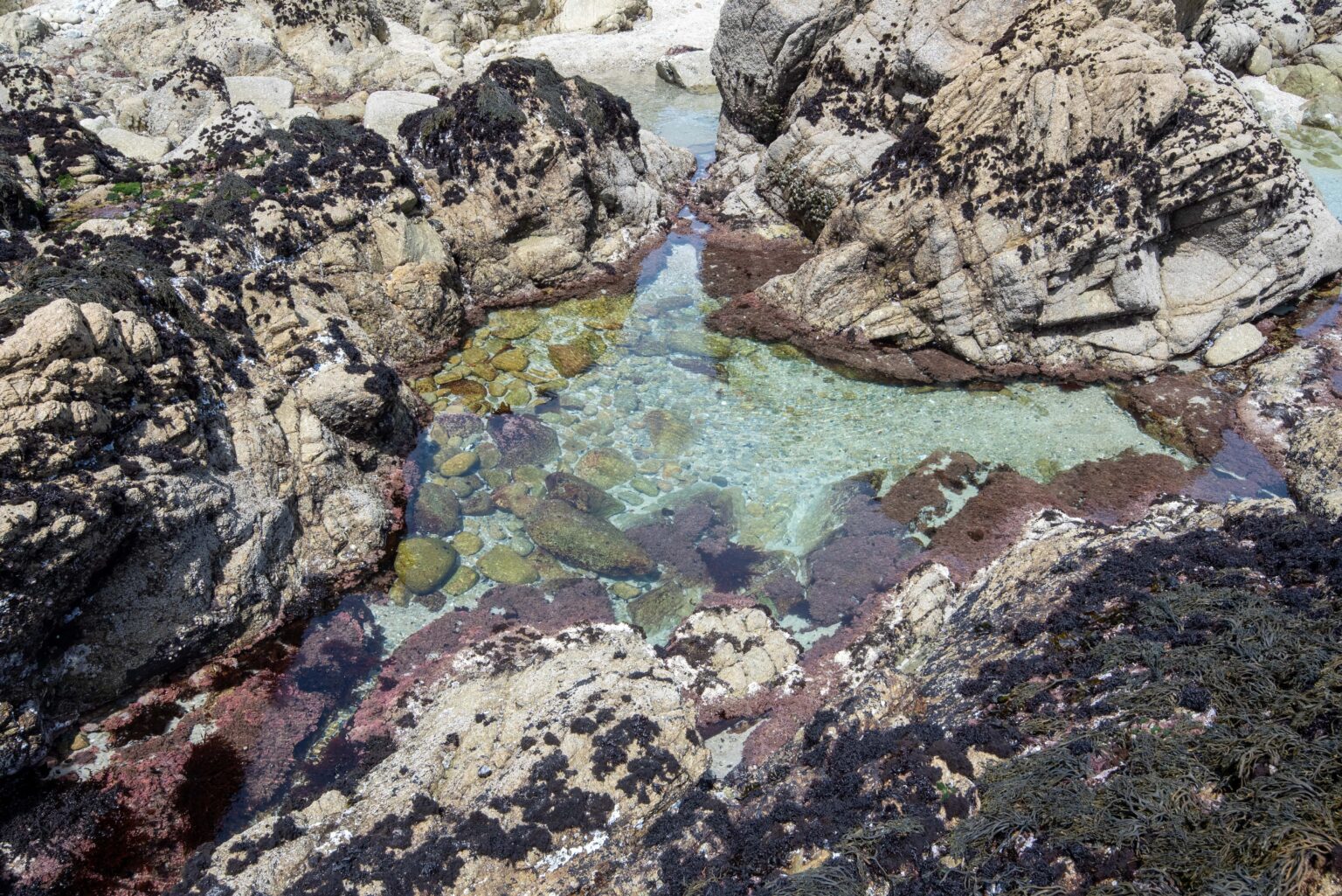 What Happens to Animals When the Tide Goes Out? Nature Study - Our ...