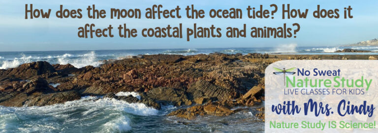 What Happens to Animals When the Tide Goes Out? Nature Study - Our ...