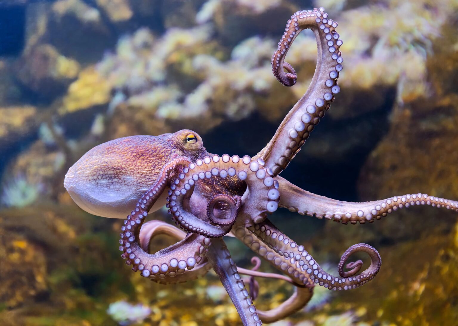 Why Do Octopuses Have Blue Blood? Nature Study - Our Journey Westward