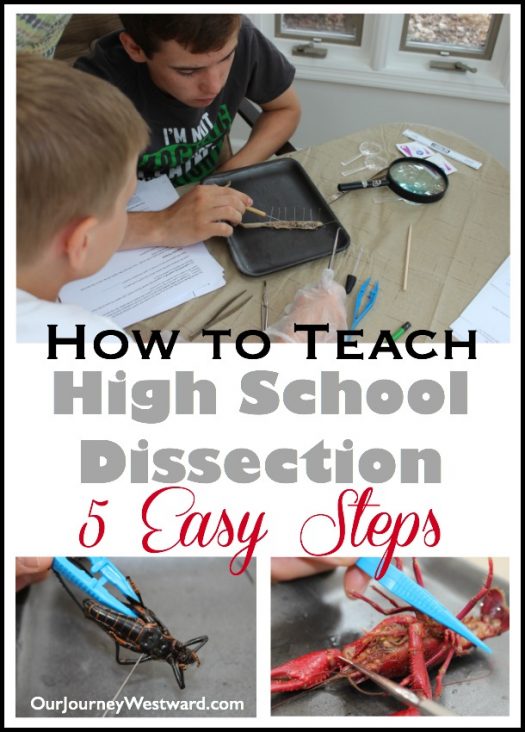How To Teach High School Dissection in the Homeschool