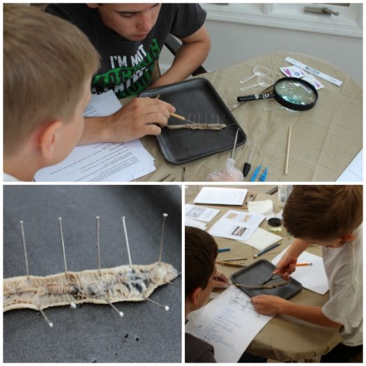 How To Teach High School Dissection in the Homeschool