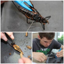 How To Teach High School Dissection in the Homeschool